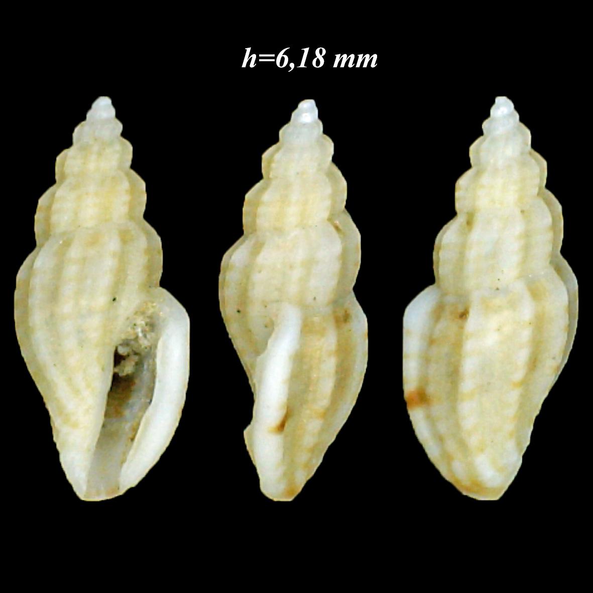 Mangelia sp , Natura Mediterraneo | Forum Naturalistico